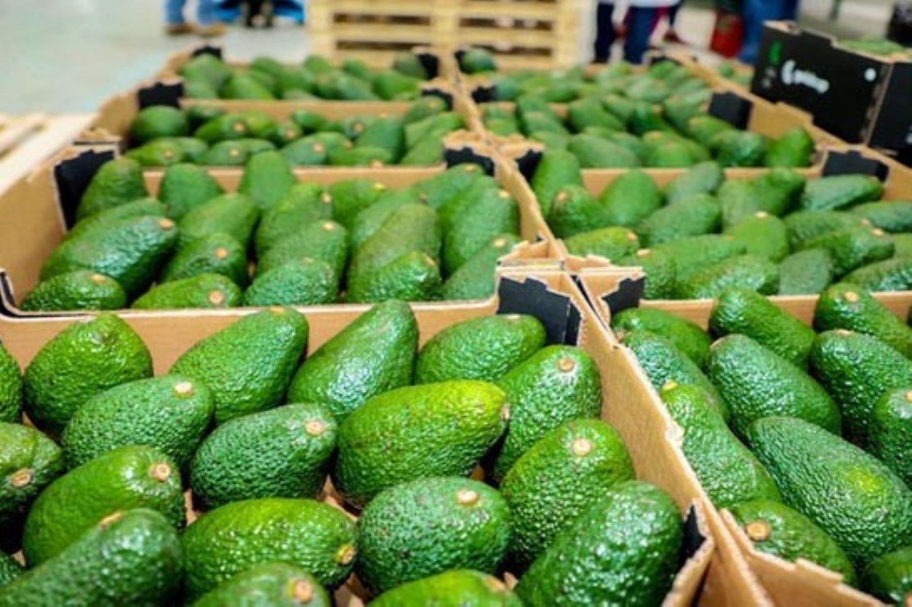 Países Bajos lidera demanda de palta peruana en primer semestre